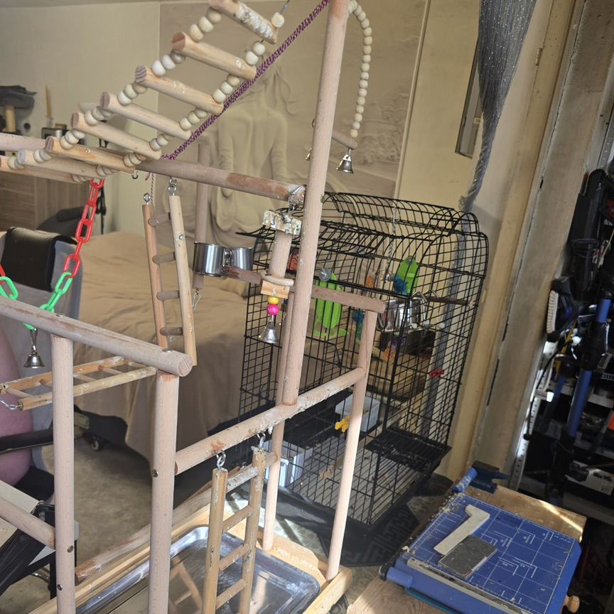 Попугай Розелла Москва