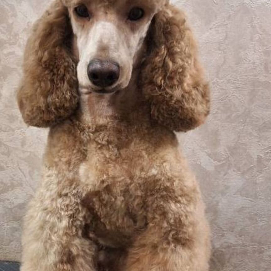 Ищем невесту