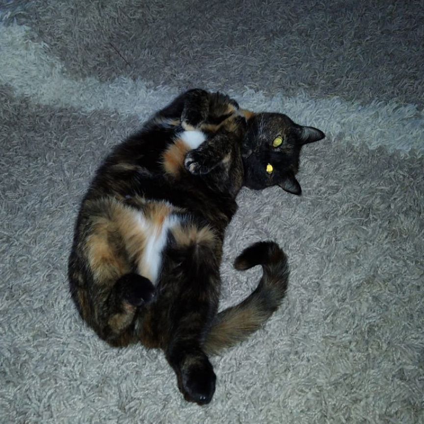 Потерялась кошечка