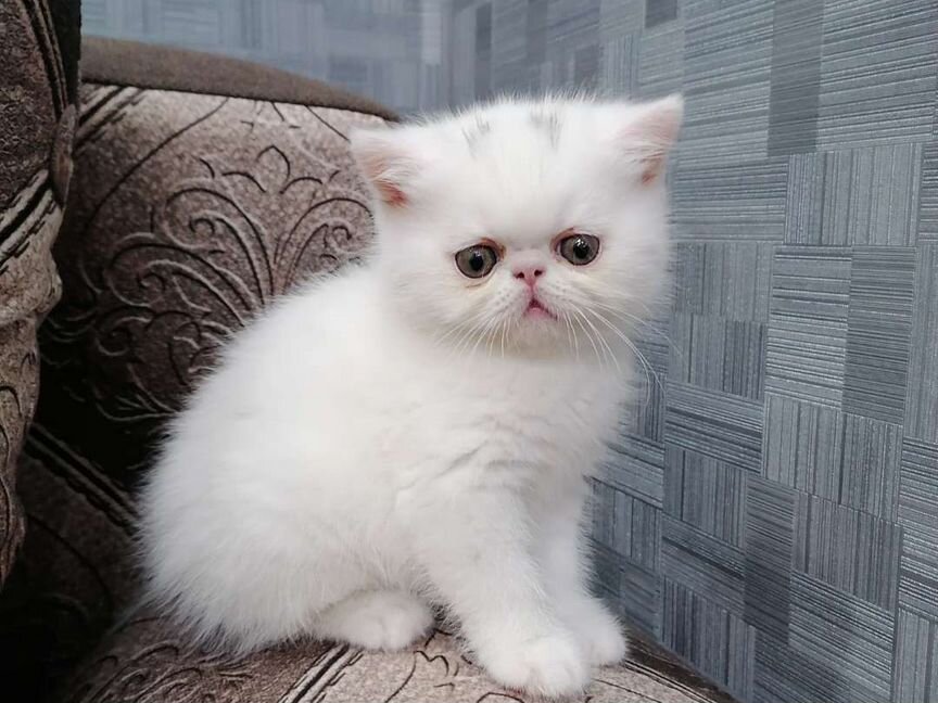 Мальчик экзот