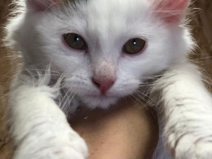 Котёнок из приюта в поисках дома бесплатно