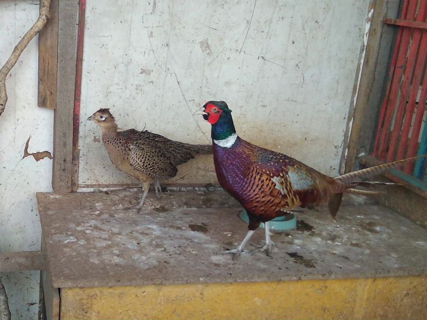 Фазан охотничий (семья)