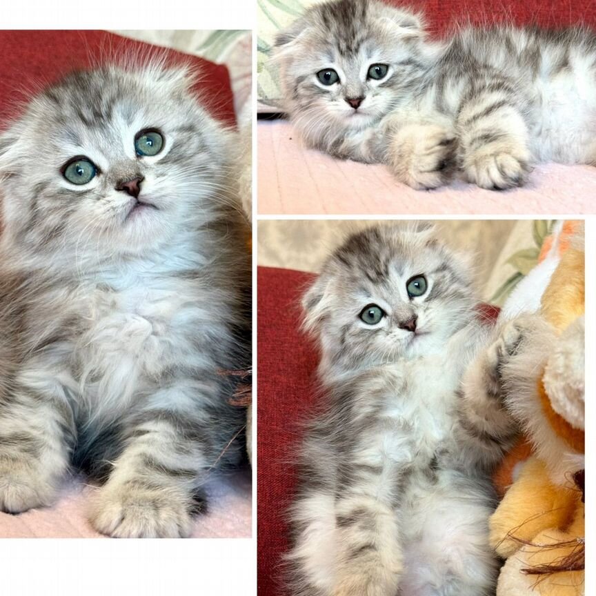 Шотландский вислоухий короткошёрстный котёнок