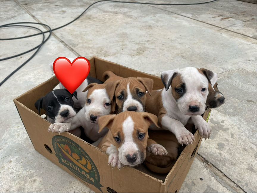 Щенки стаффорда