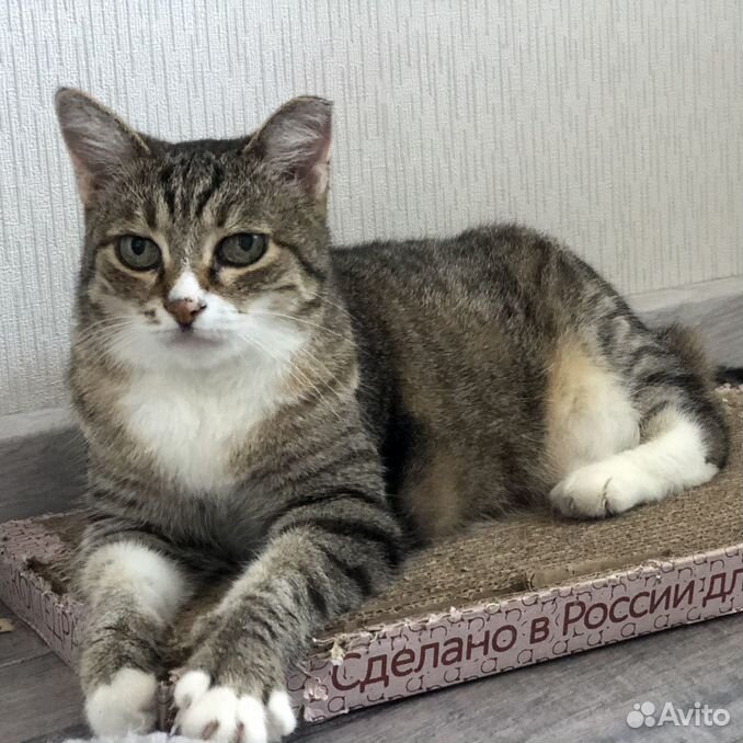 Найдена домашняя кошечка
