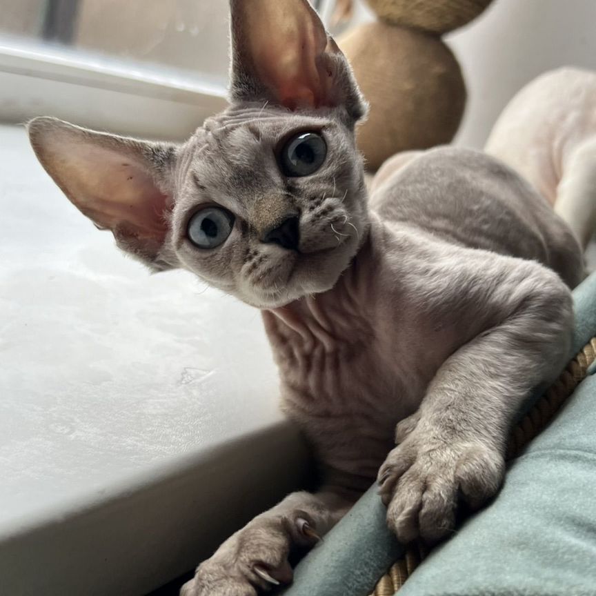 Котик девон рекс