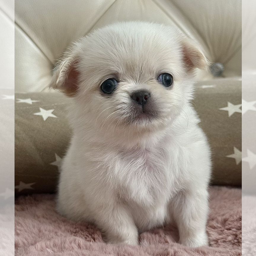 Чихуахуа, щенок