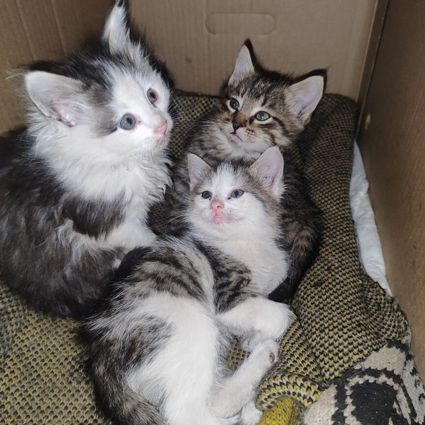 Котята в добрые руки