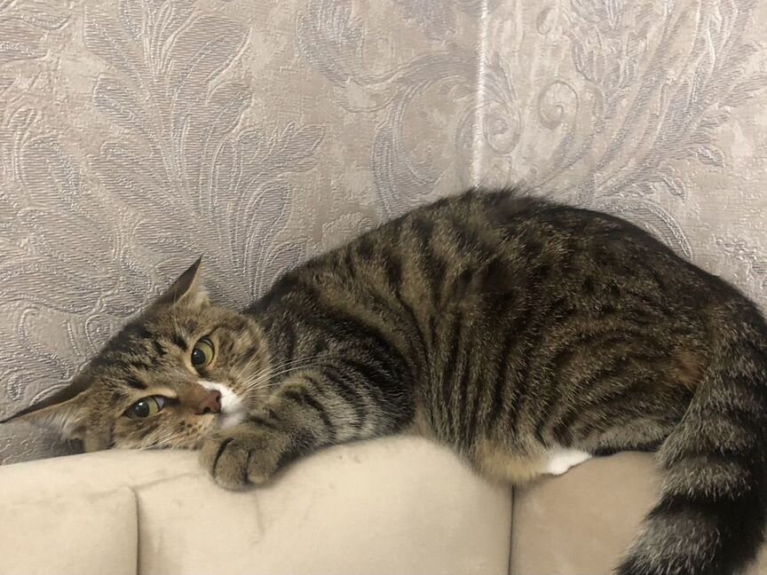 Кошка в добрые руки бесплатно