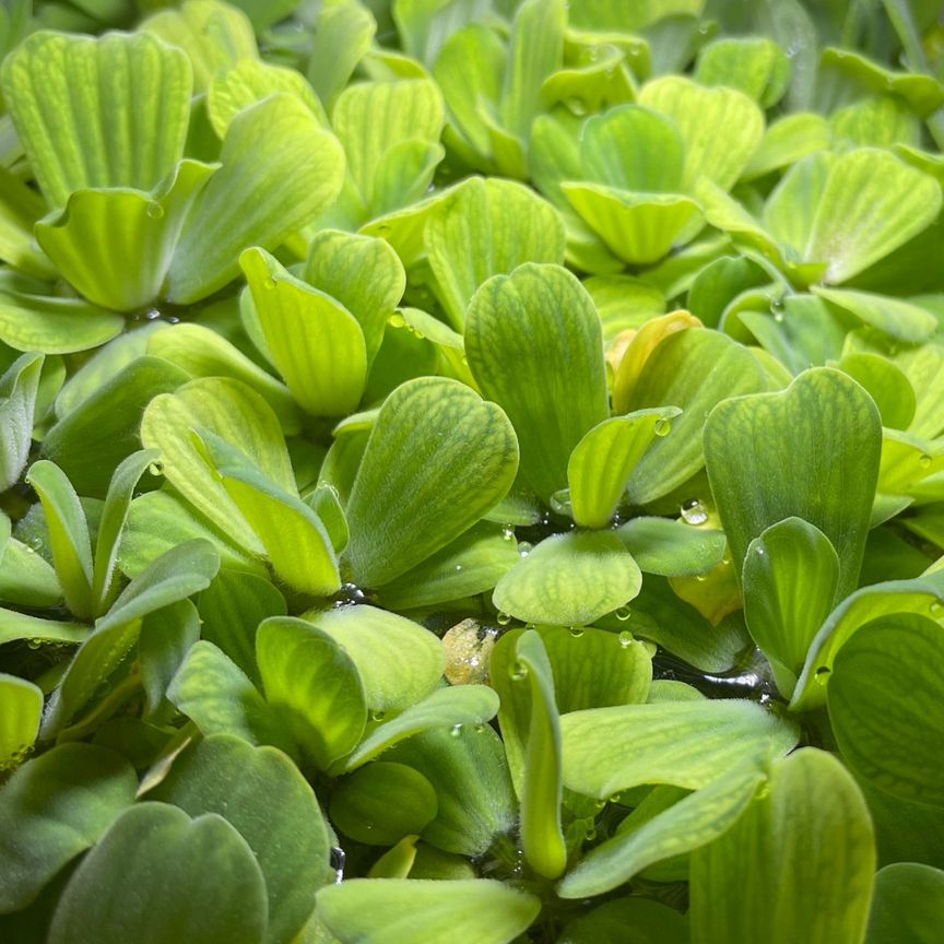 Отдам бесплатно пистия