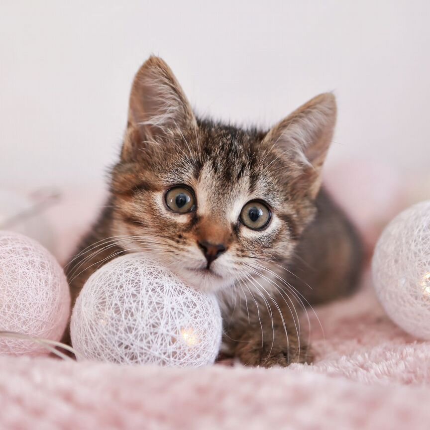 Котёнок Маруся в добрые руки