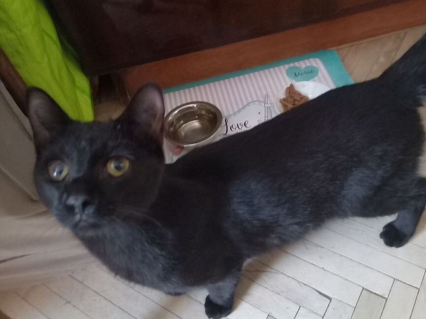 Найдена черная кошка
