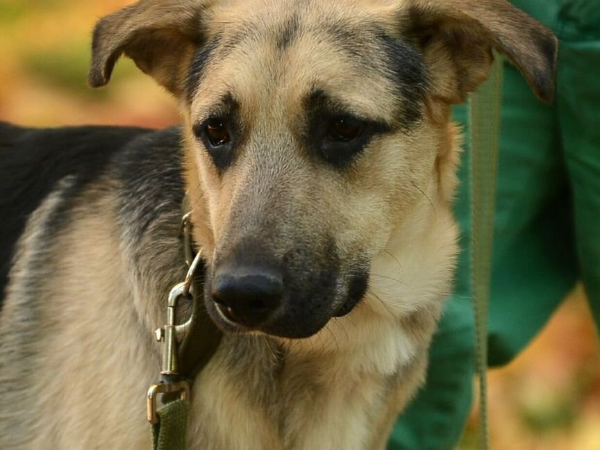 Конти (приют) в добрые руки / бесплатно