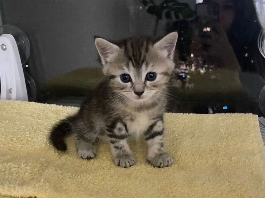 Продажа шотландских котят г Уфа