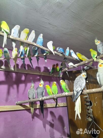 Продажа попугаев собственного разведения