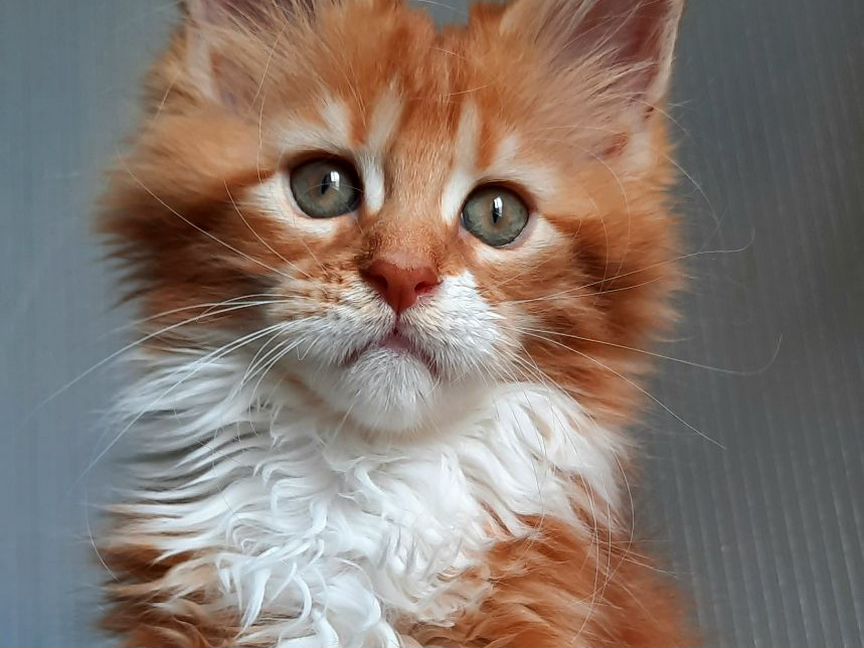 Мейн-кун кошечка красный мрамор с белым