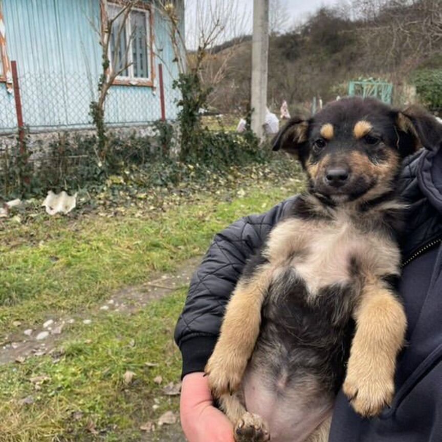 Щенок в добрые руки бесплатно