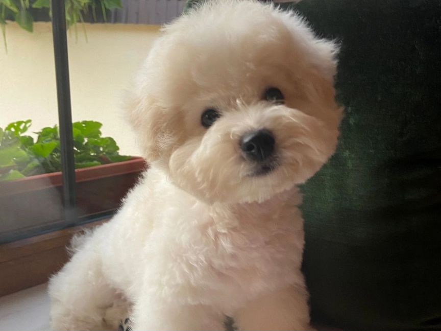 Бишон фризе