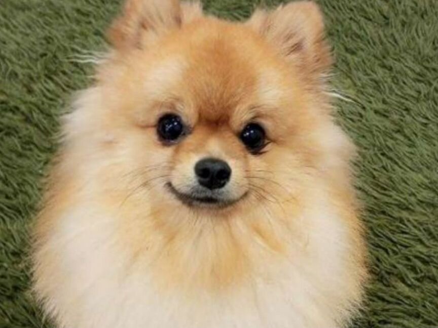 Шпиц продам