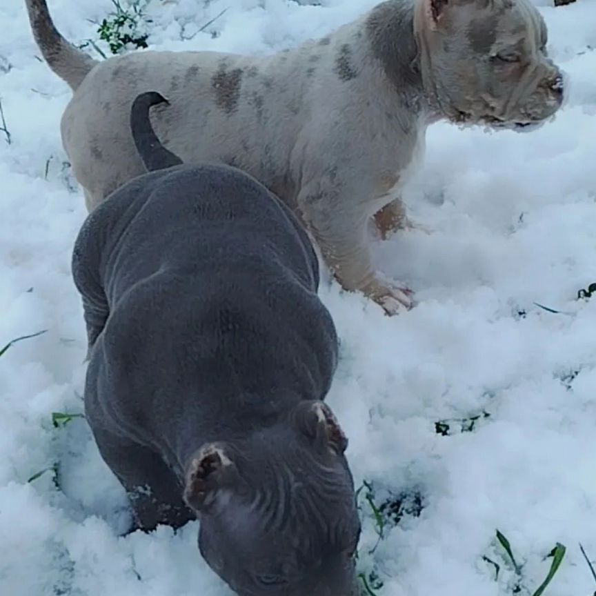 Американский булли, щенок