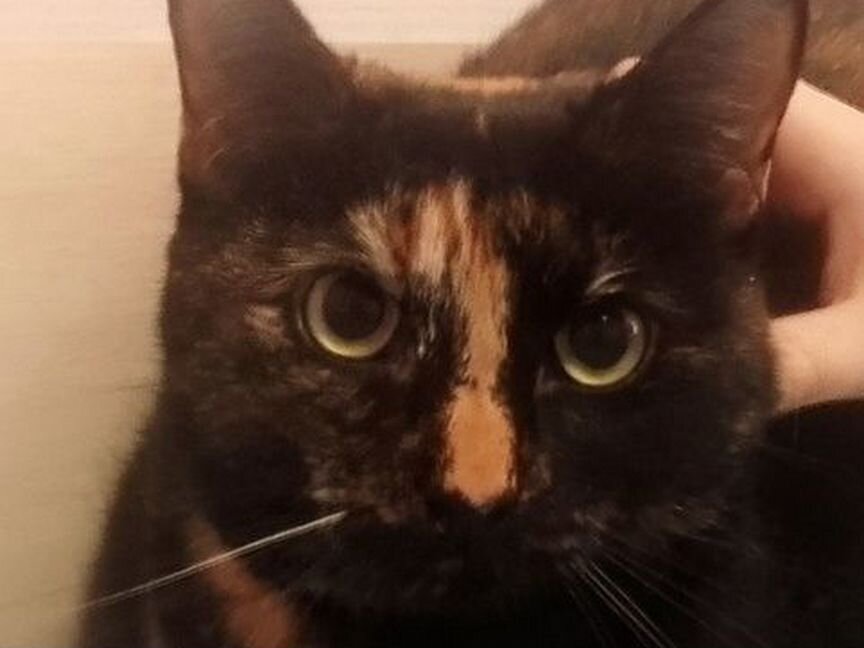 Кошки