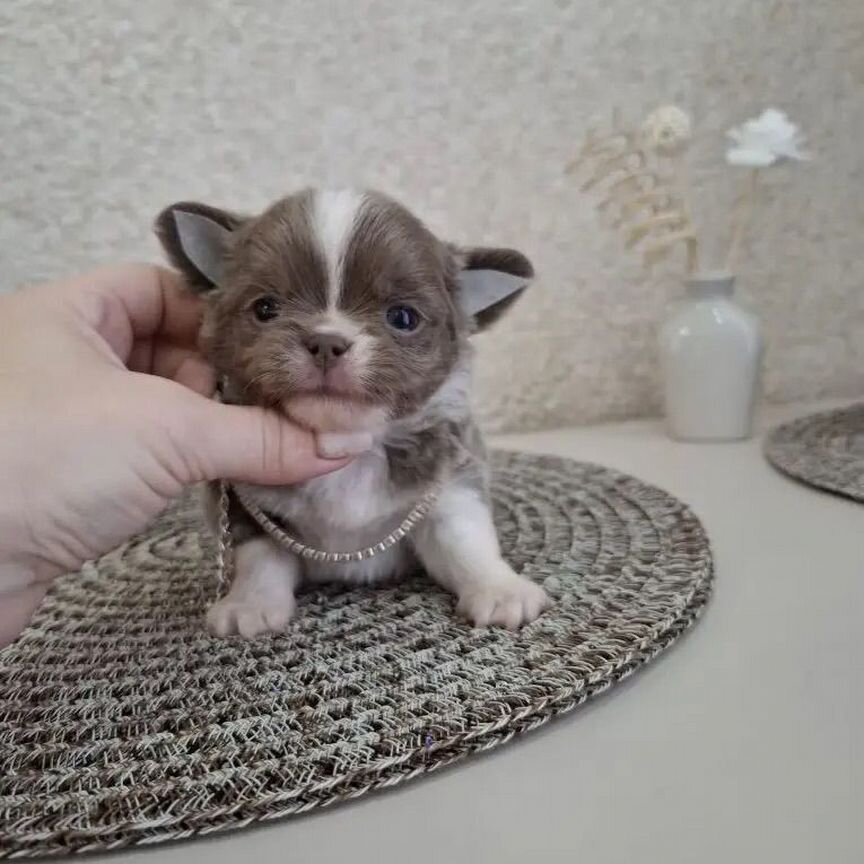 Чихуахуа, щенок