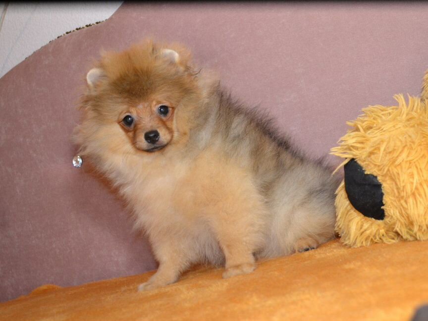 Девочка шпиц