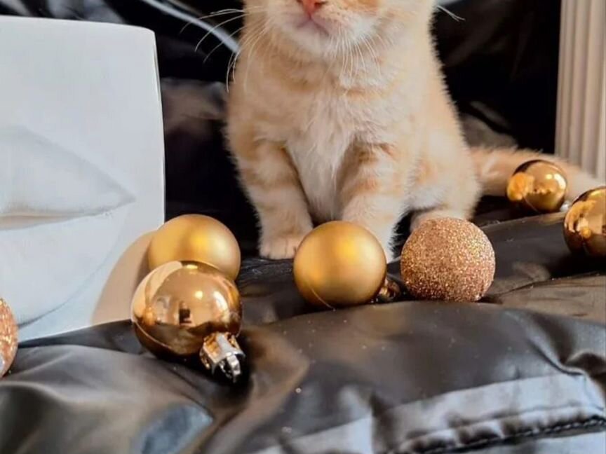 Шотландский вислоухий рыжик