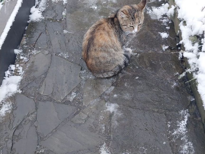 Трёхцветная миниатюрная кошка оставлена на дачах