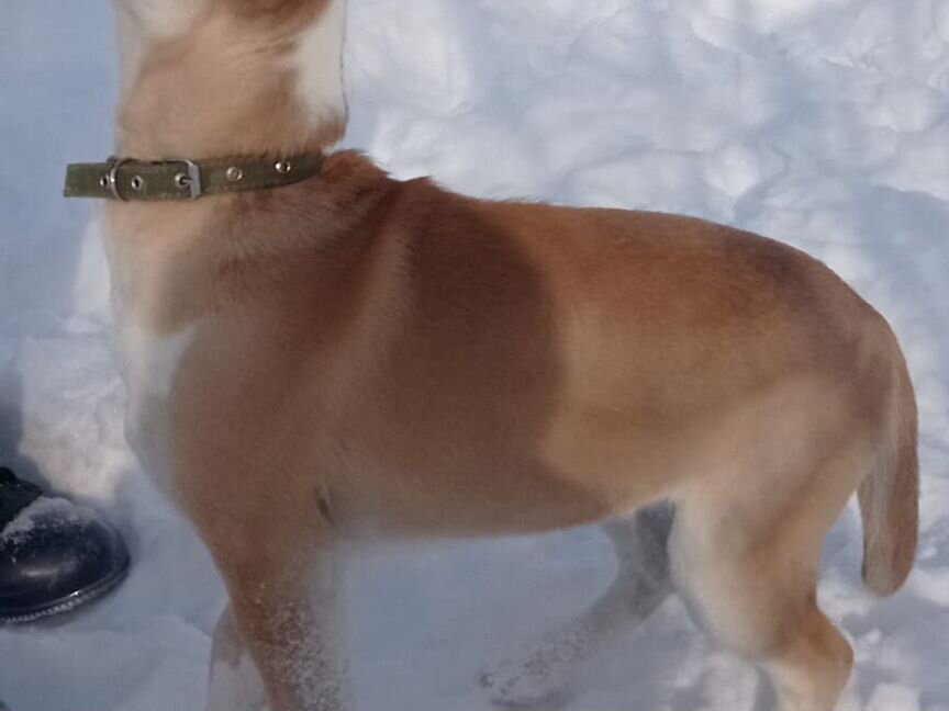 Собака в добрые руки отдам бесплатно щенки