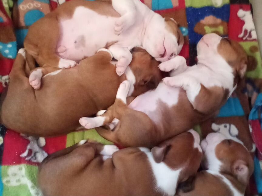 Высокопородные щенки аст