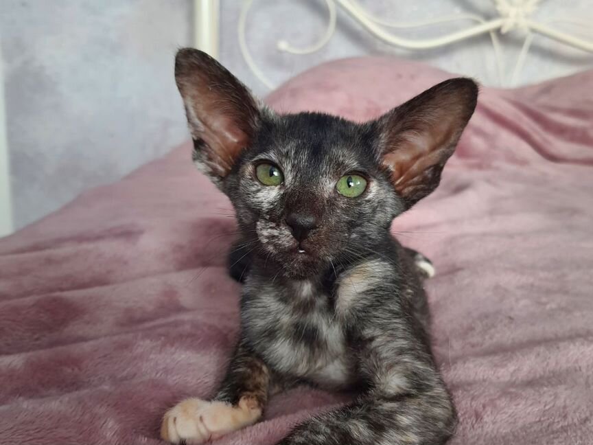 Ориентальные котята продажа