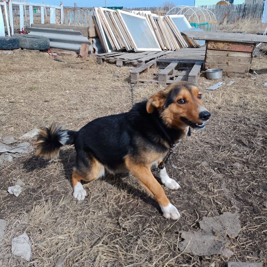 Сторожевую собаку бесплатно в добрые руки