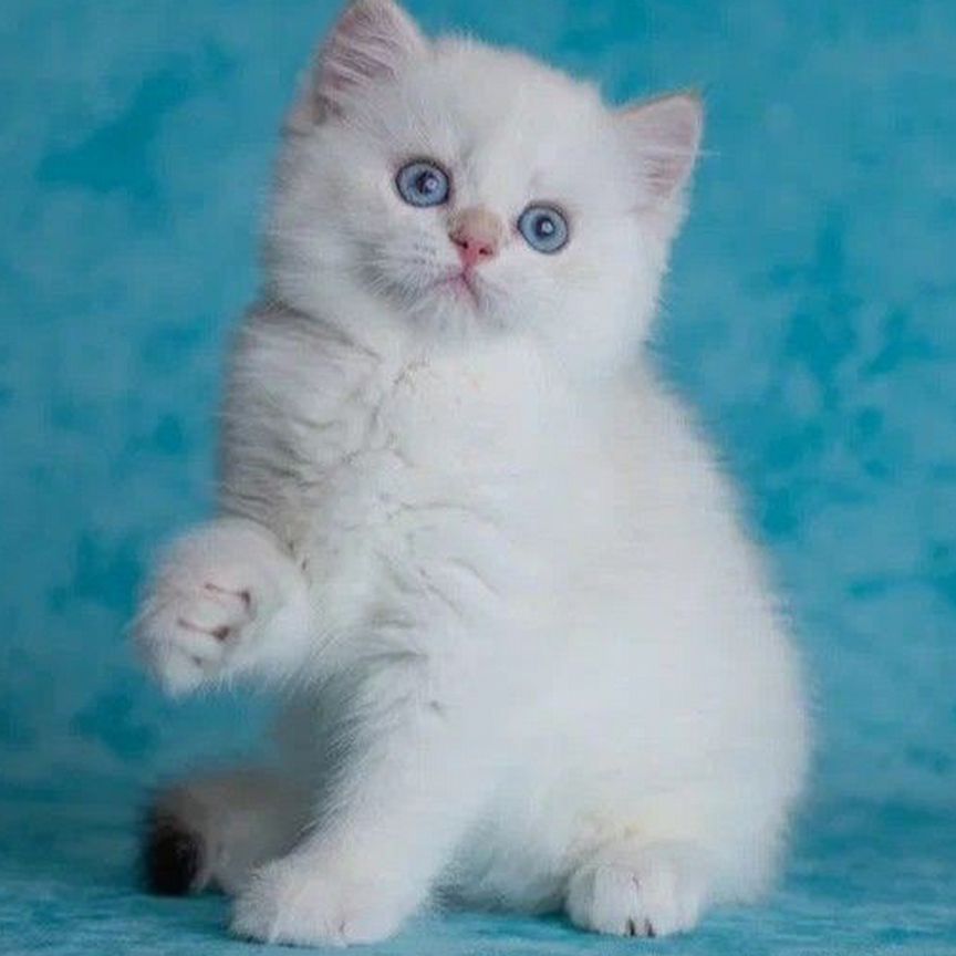 Шотландские золотые котята