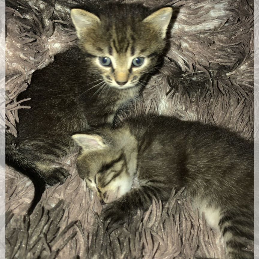 Отдам котят в добрые руки