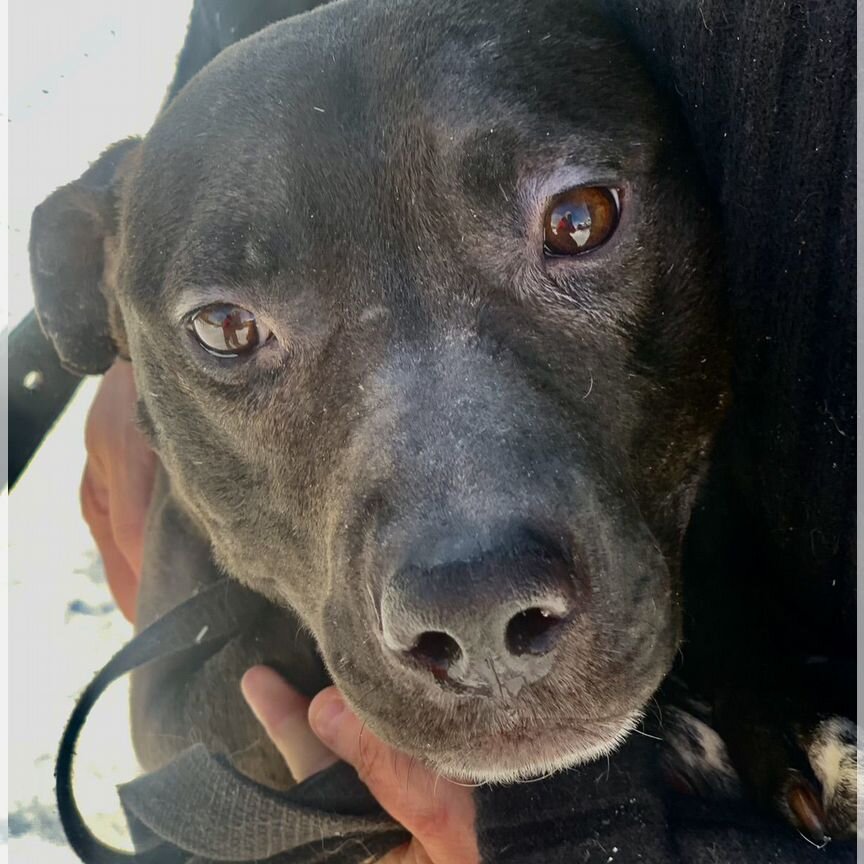 Собака в добрые руки