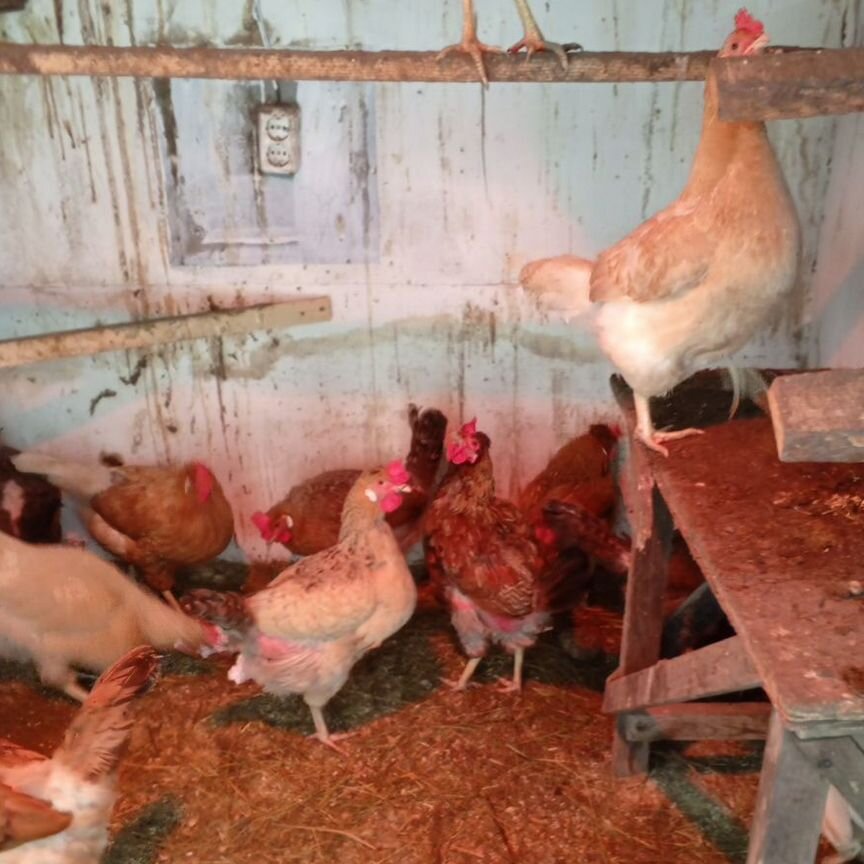 Продам кур молодок