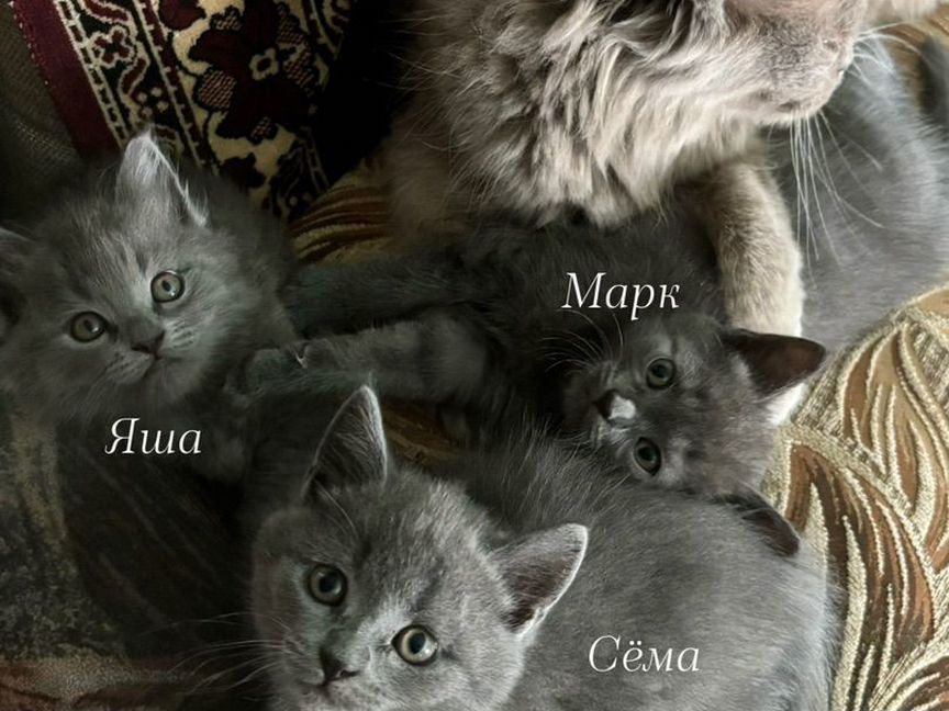 Котята в добрые руки мальчики