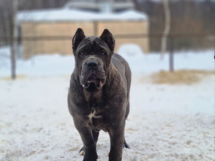 Мощная девочка Кане Корсо