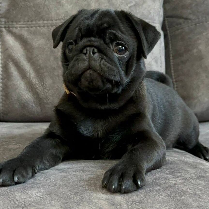 Мопс, щенок