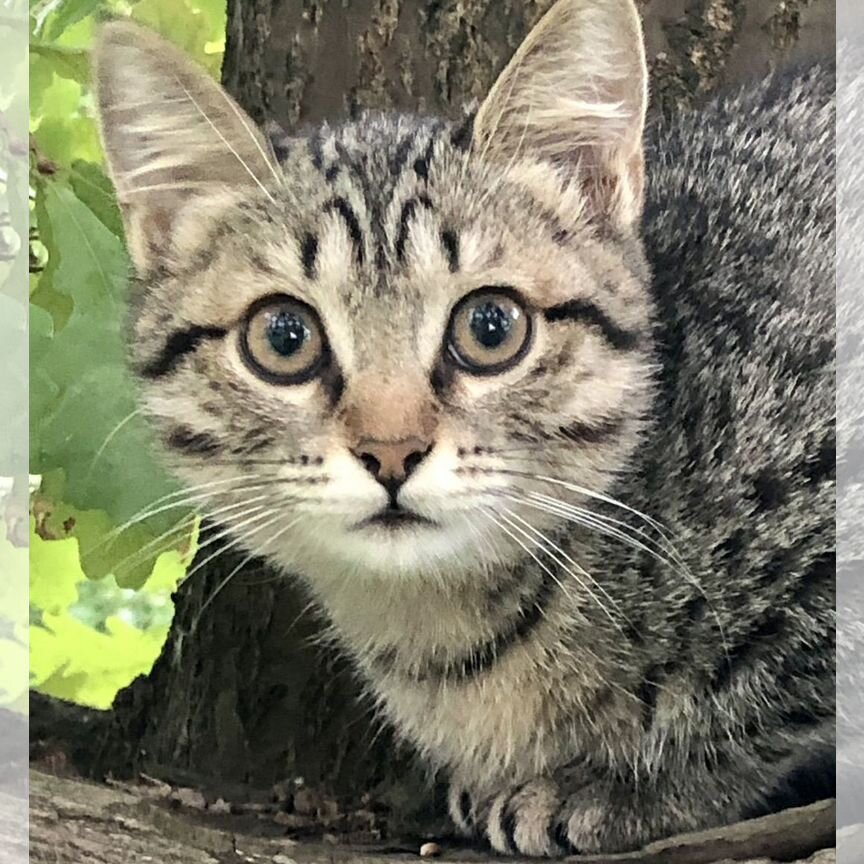 Котенок-мышеловка