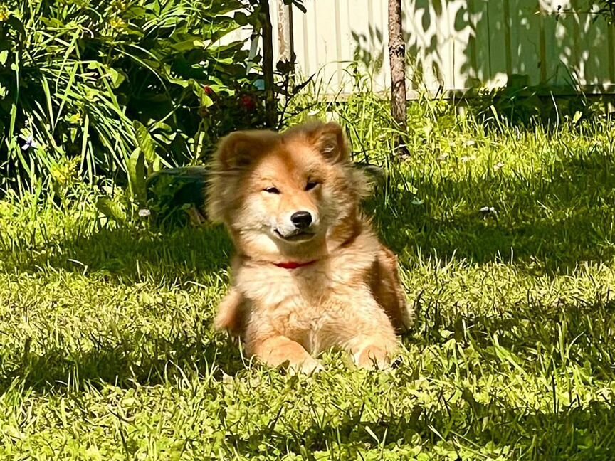 Собака породы сиба ину