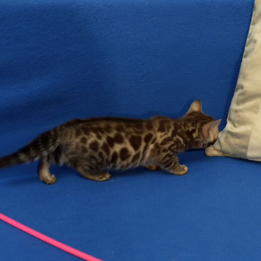 Бенгальские котята