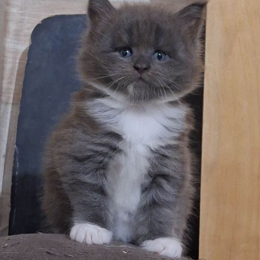 Мейн-кун котёнок