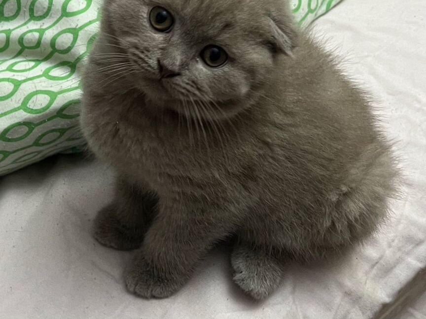 Шотландский котенок