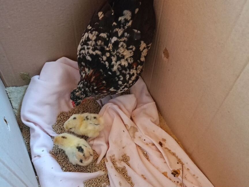 Бентамки с цыплятами