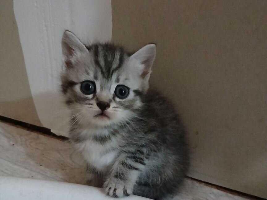 Британские котята