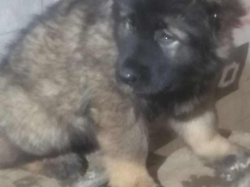 Кавказская овчарка