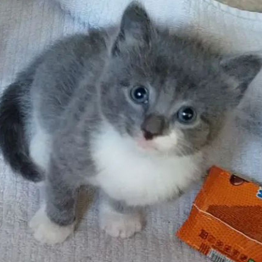 Котёнок в добрые руки