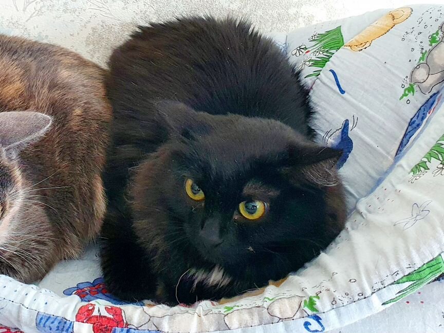 Кошечка-подросток, бояка